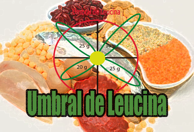 Leucina, distribución de proteína para mejorar tus resultados ...